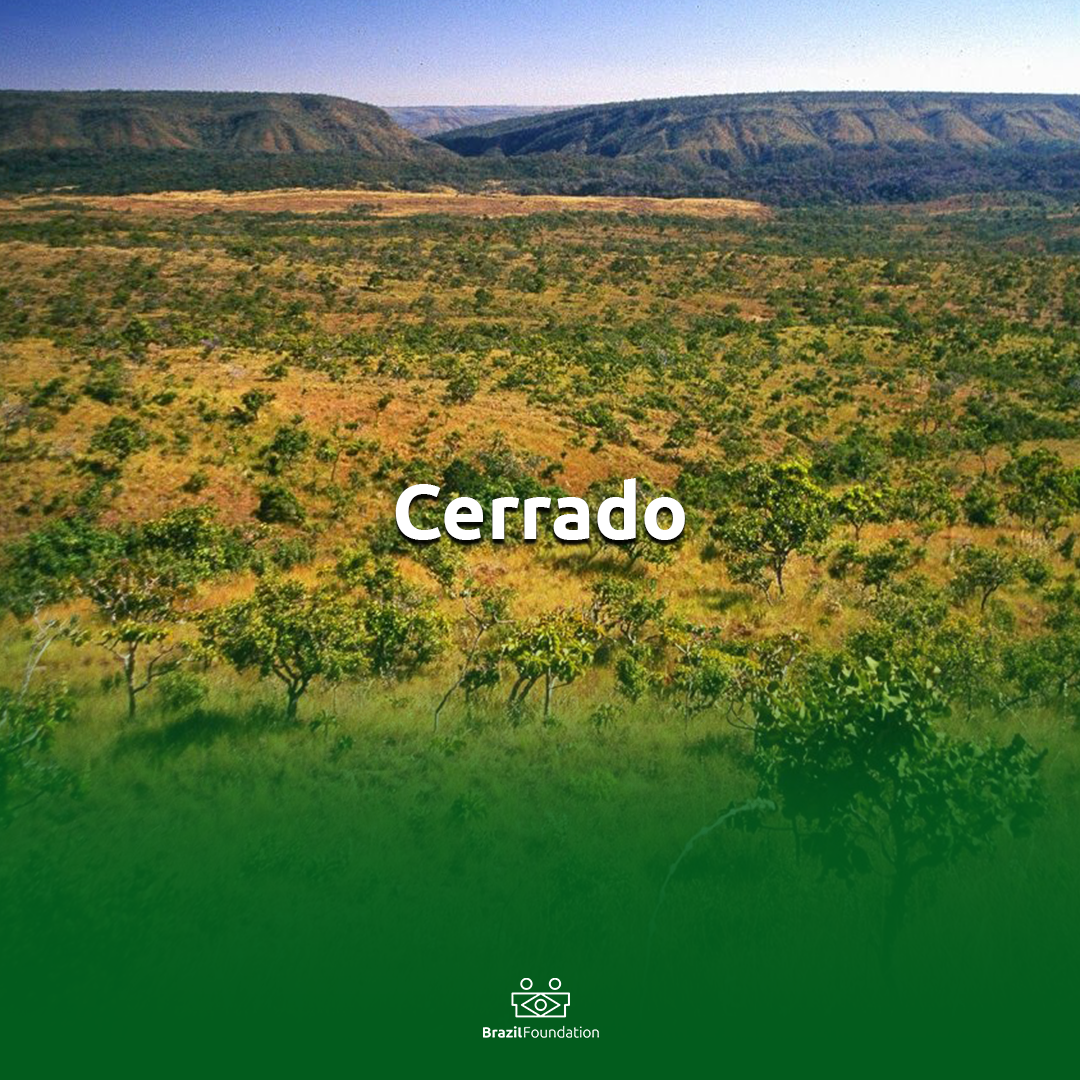 BrazilFoundation » Gisele Bündchen and BrazilFoundation announce ...